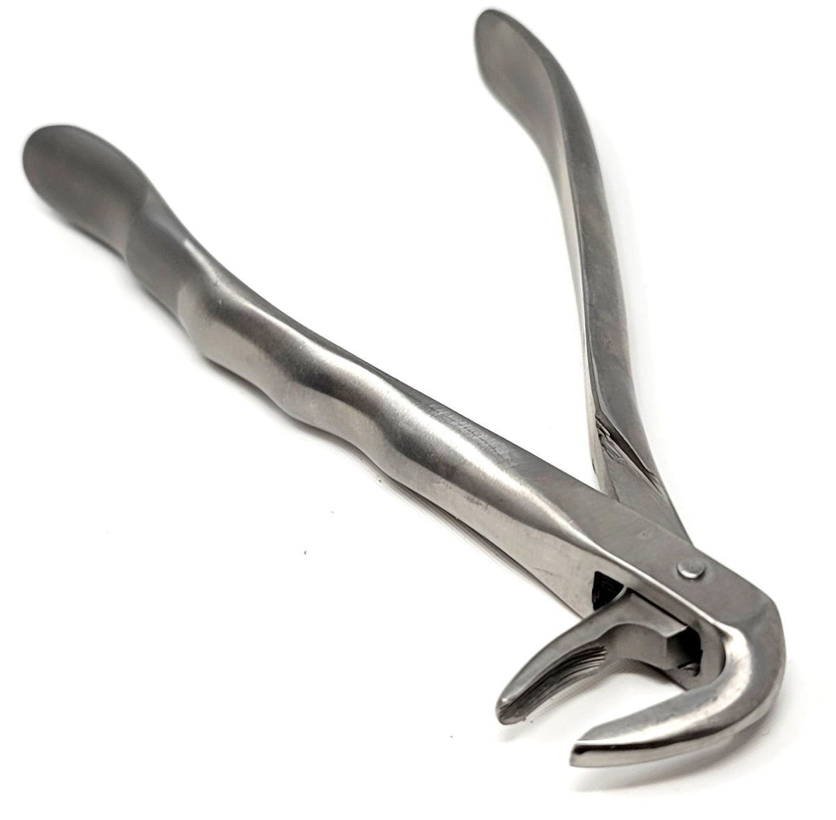 Premium Quality Dental Extraction Extracting Forceps #859 Satin, Stain ...